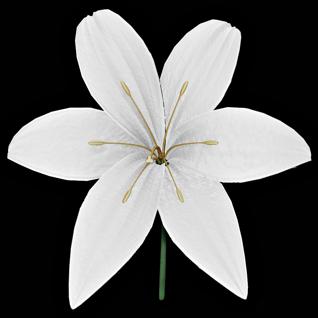 FAlabaster Lilium | Papillon Archives 2.0