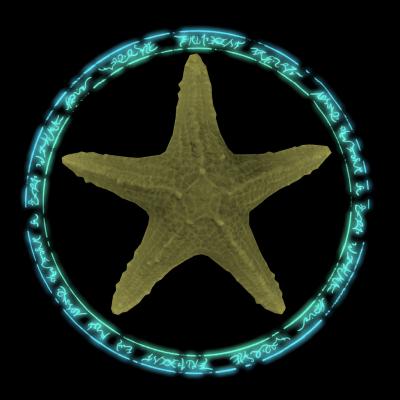 CircleA Starfish | Papillon Archives 2.0